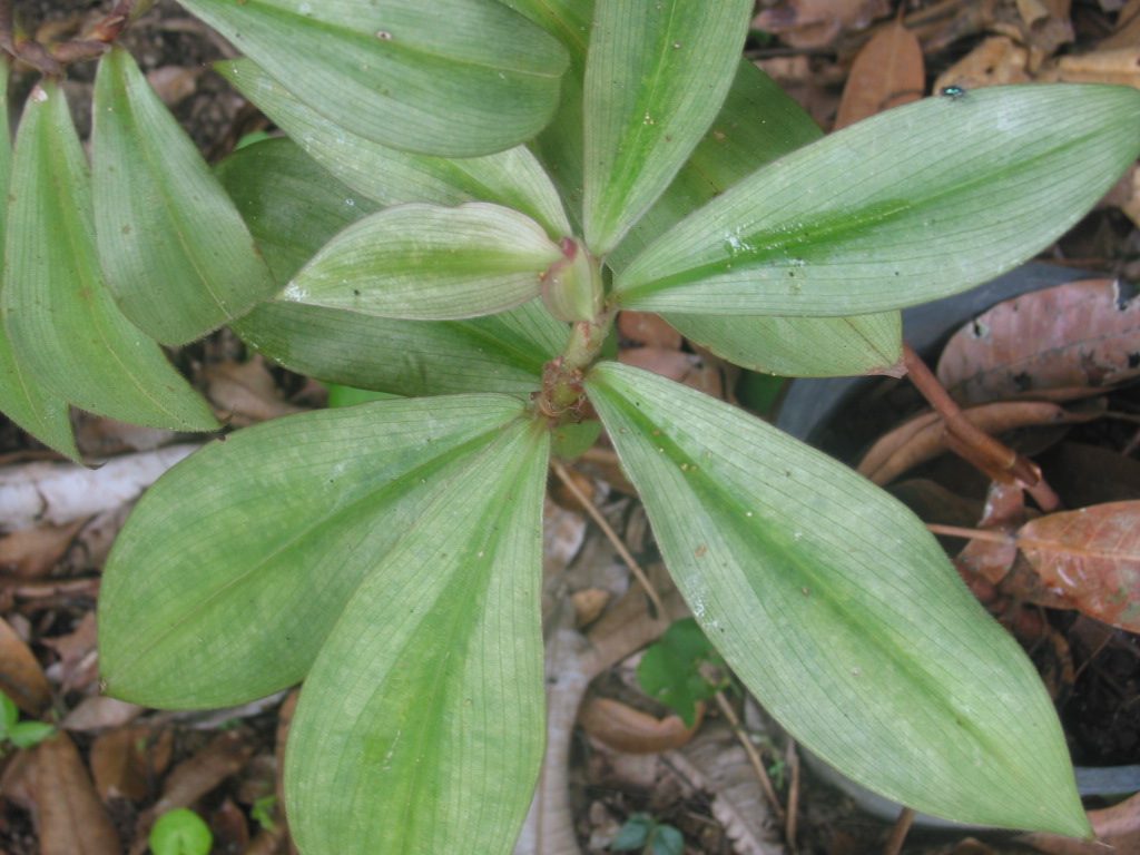 Congo Tree And Vegetation Species Tropical Looking Plants Other Than Palms Palmtalk